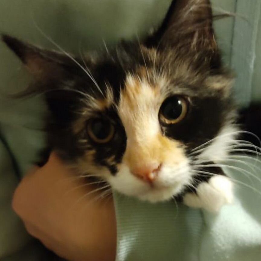 Нежный Ангел Серафима