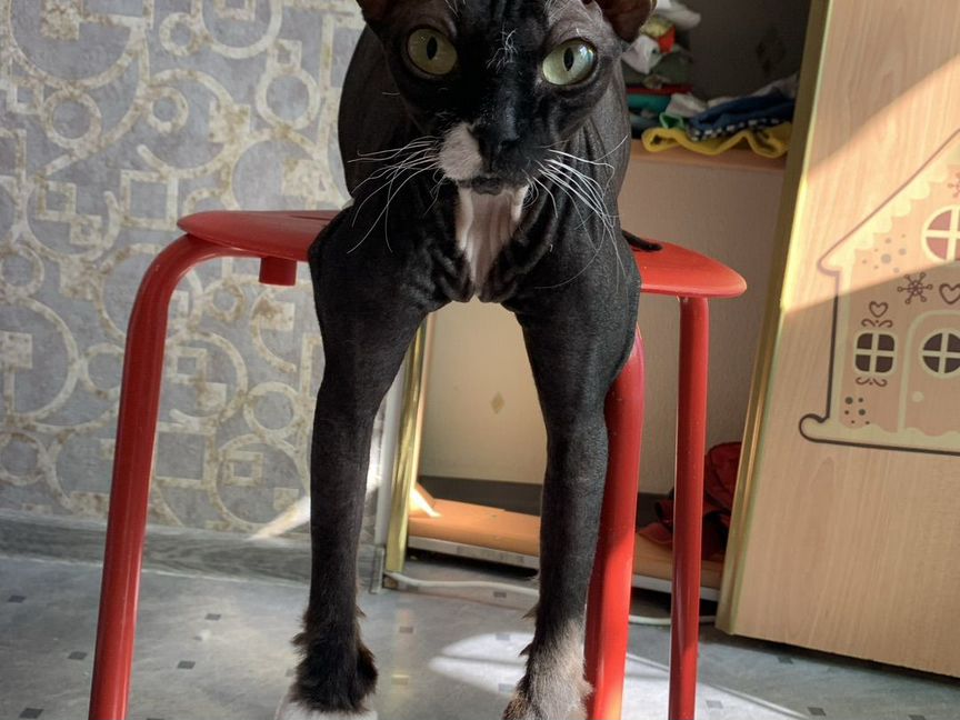 Донской сфинкс