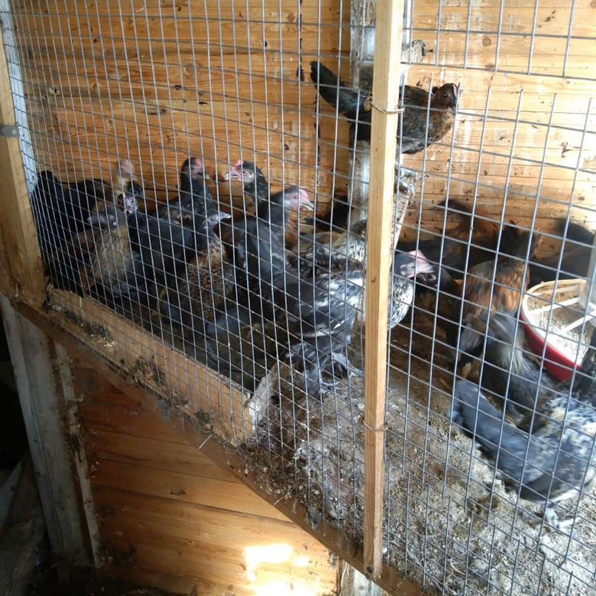 Карликовые куры бентамки