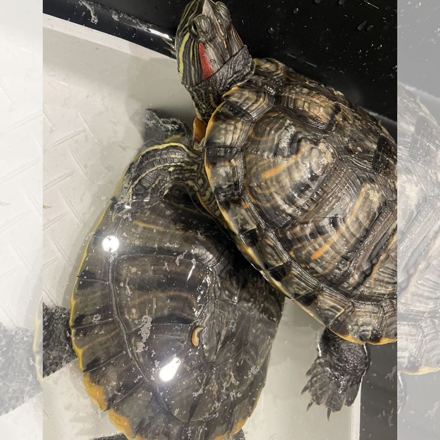 Огромная Красноухая черепаха