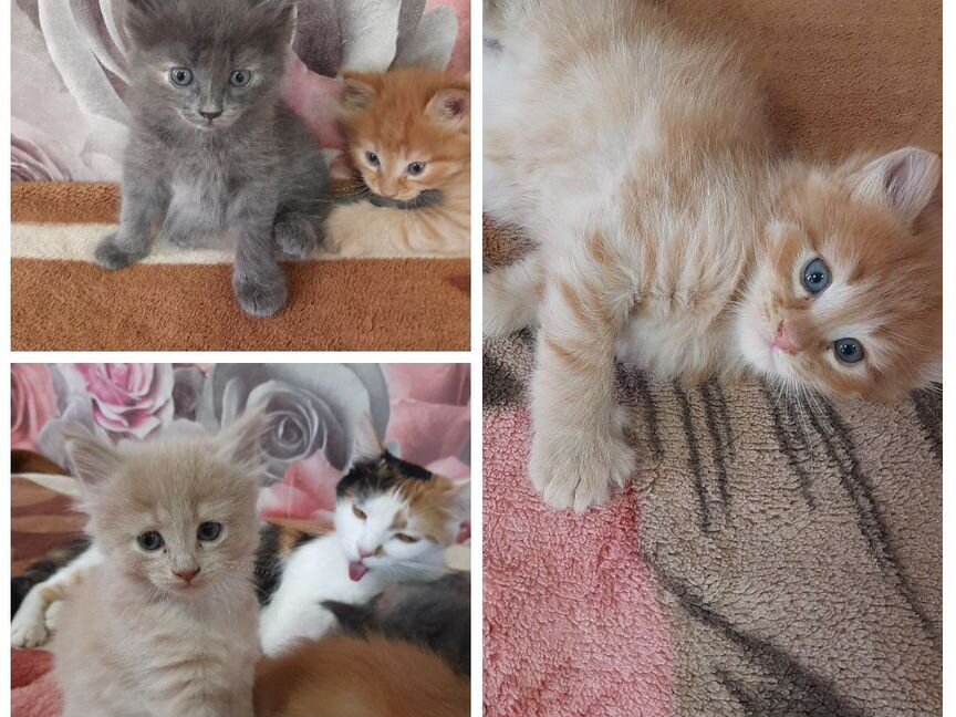 Котята в добрые руки бесплатно