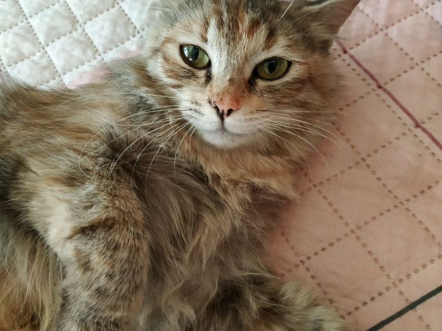 Кошка