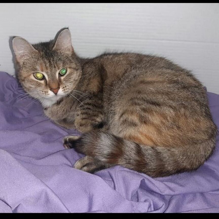 Кошка Машка