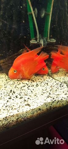 Аквариумная рыба попугай