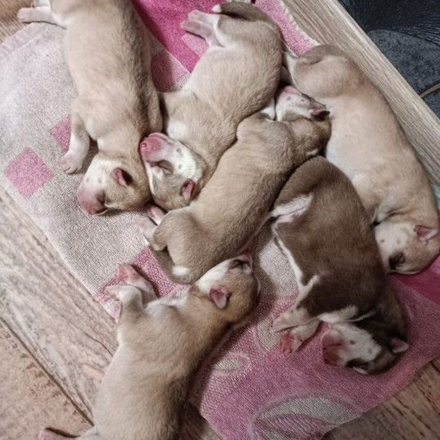 Воронежская область