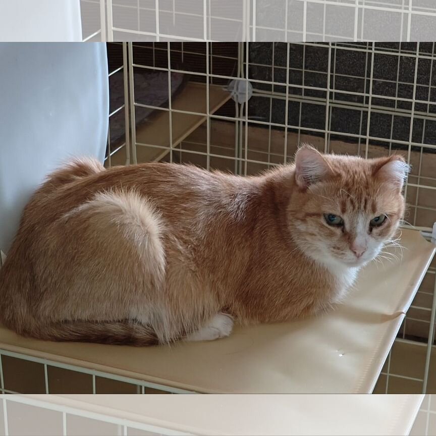 Кошка в дрбрые