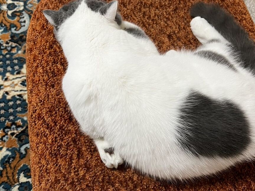 Экзотический кот вязка