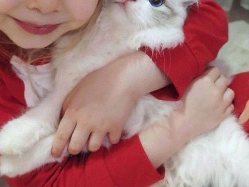 Котята рэгдолл