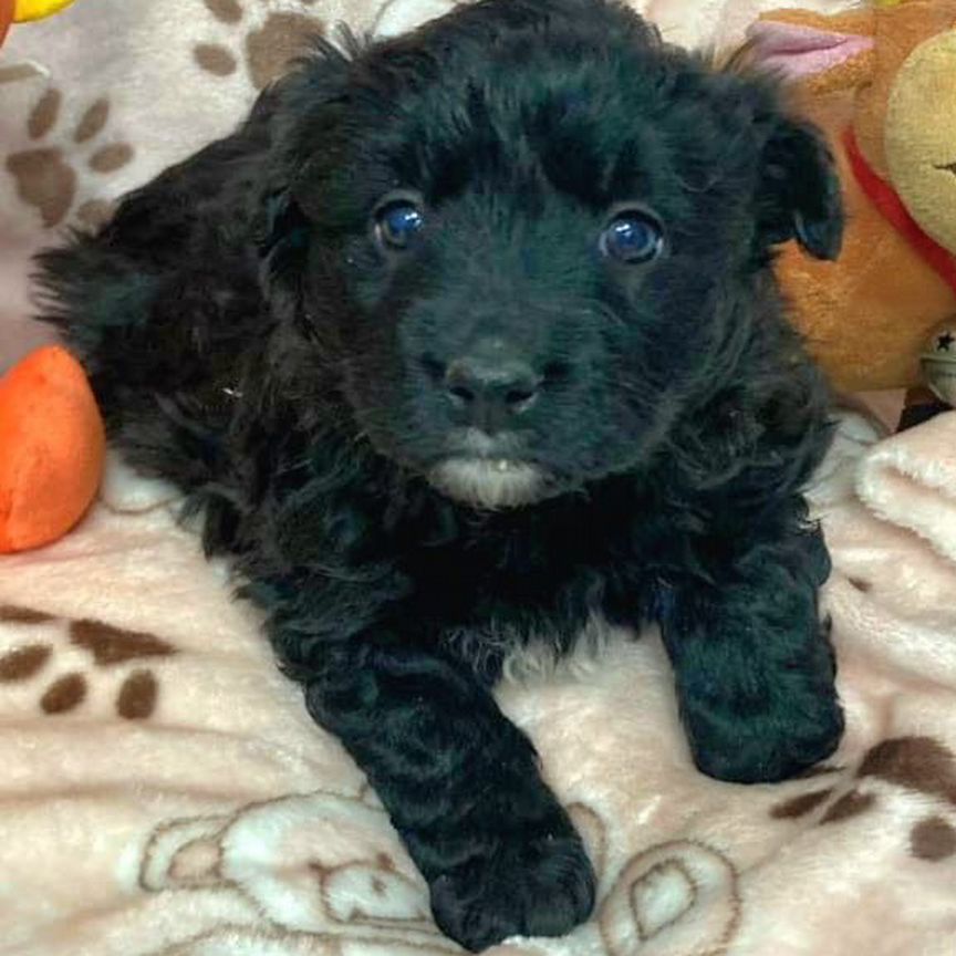 Кудряшка Сью для вас