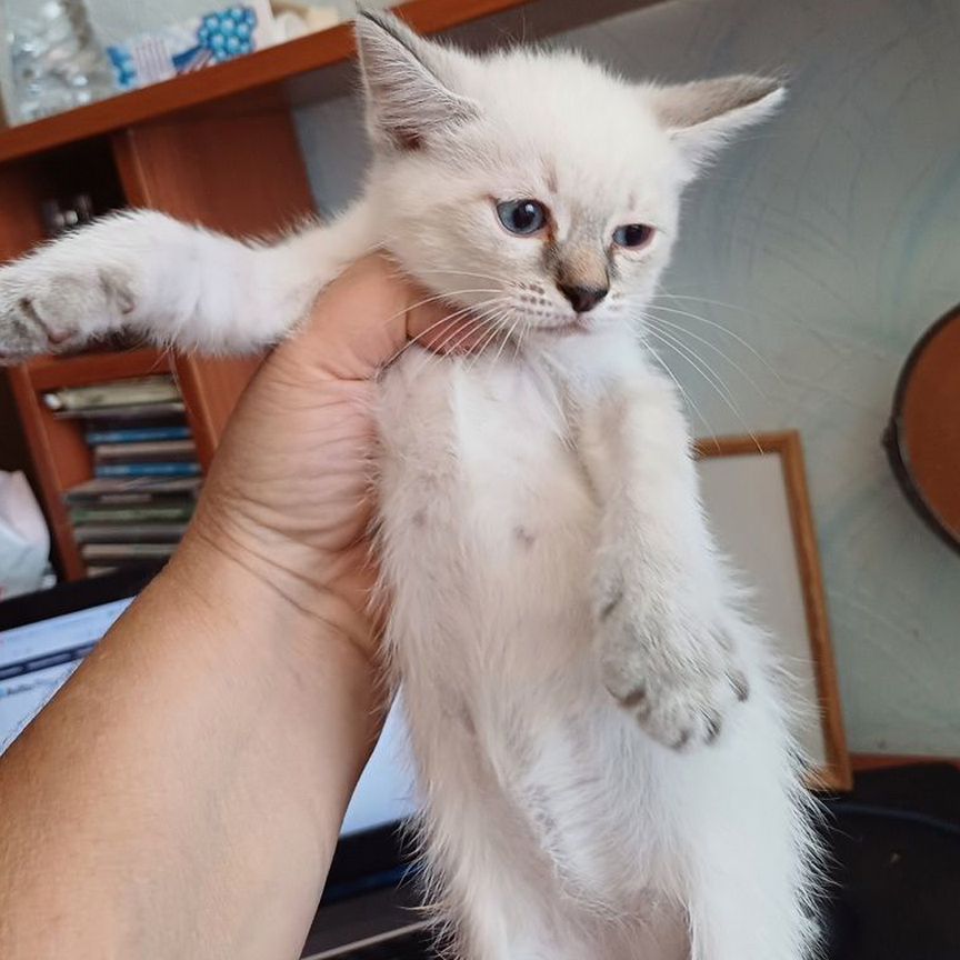 Чудесные котята от невской маскарадной И британско