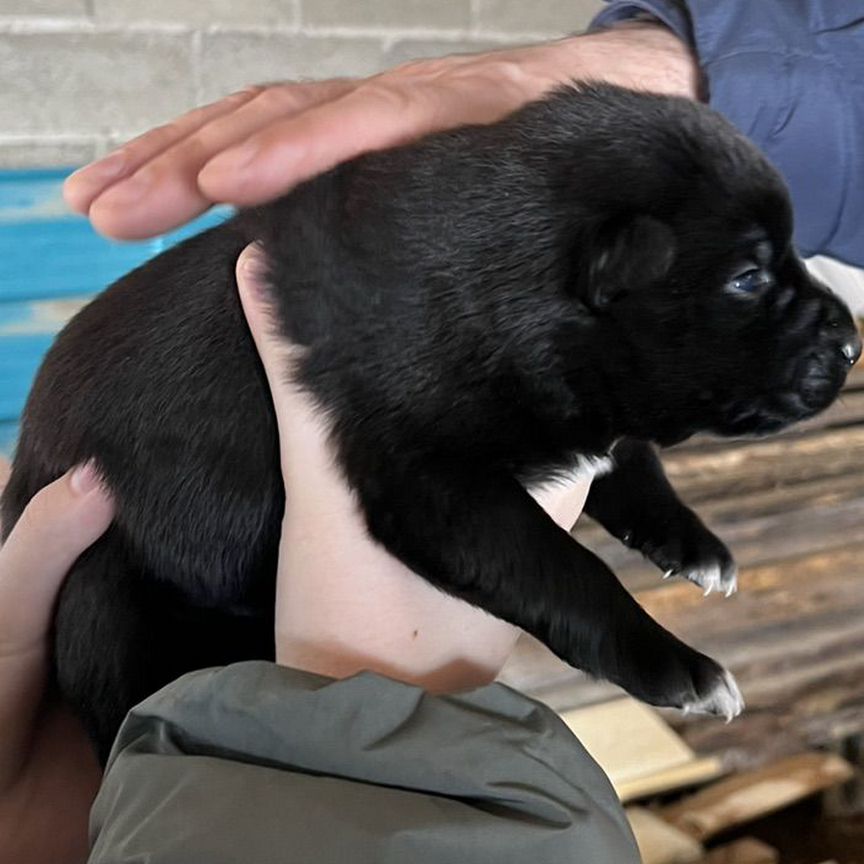 Русско европейская лайка