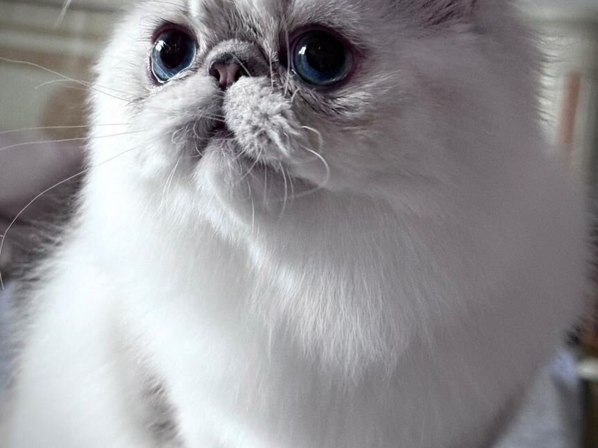 Котенок голубоглазый перс