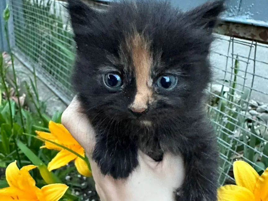 Кошка в дар