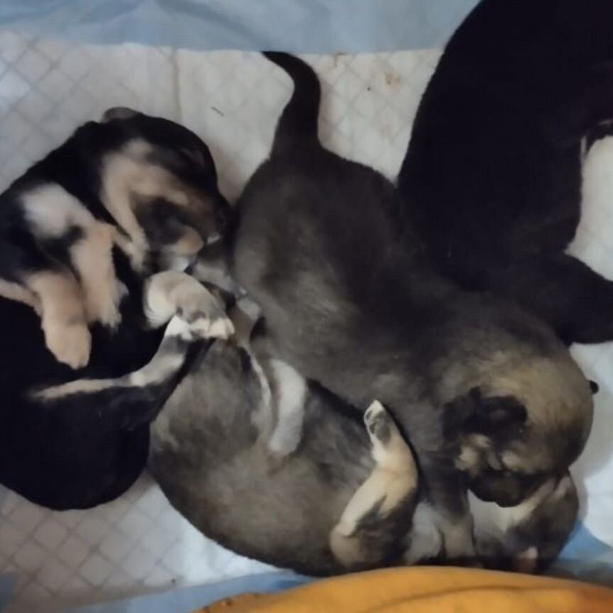 Щенок в добрые руки бесплатно маленькая порода