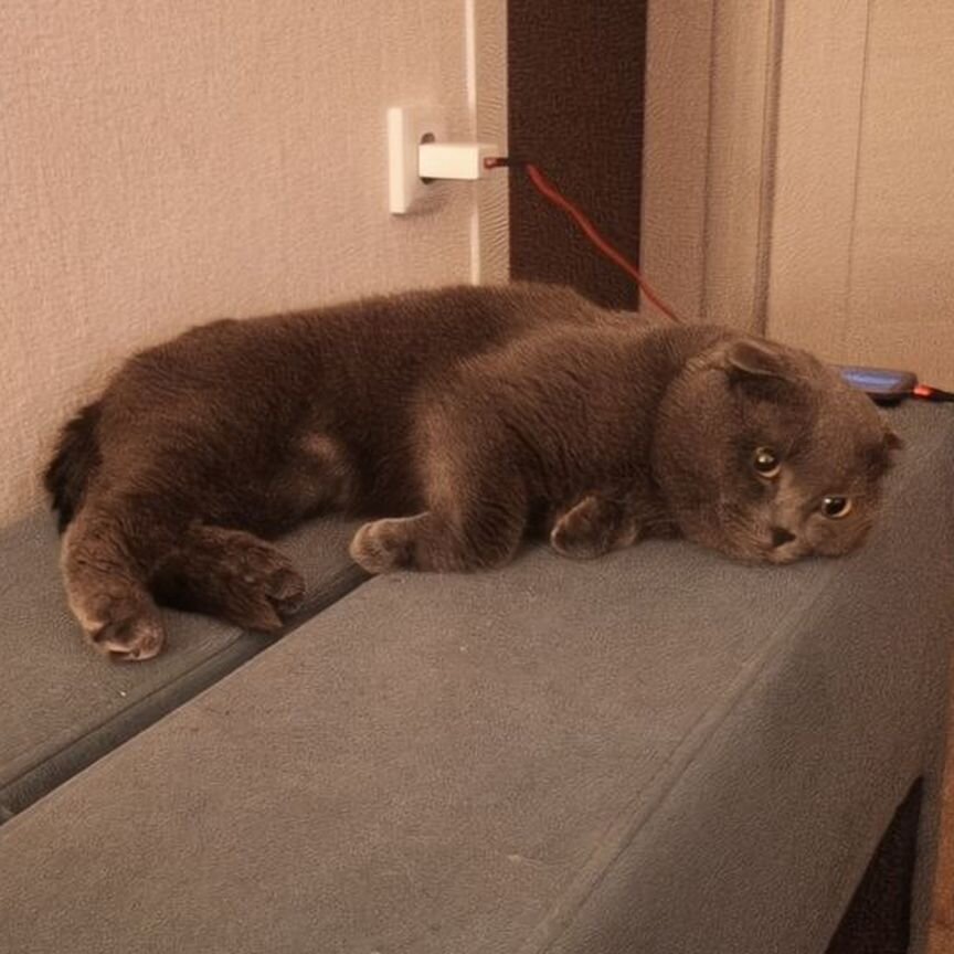 Шотландский вислоухий короткошёрстный, взрослый кот