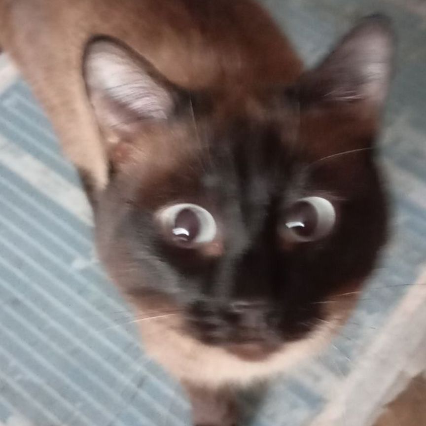 Тайский, взрослый кот