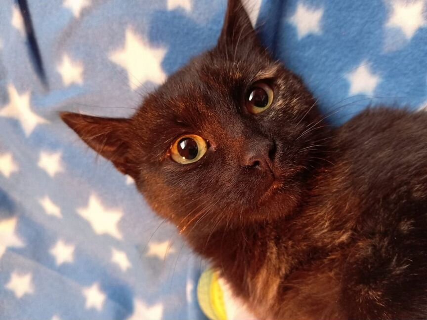 Котёнок Лаура в приюте