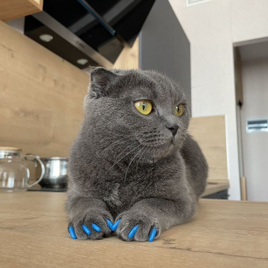 Кошка британская