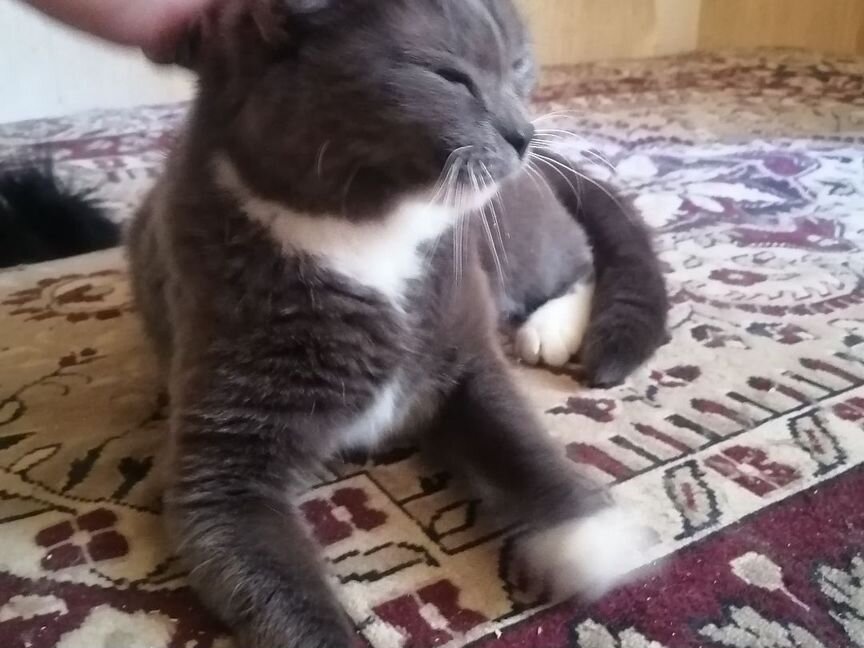 Юная кошечка Мышка в добрые руки
