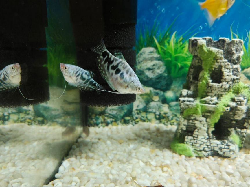 Мраморные гурами