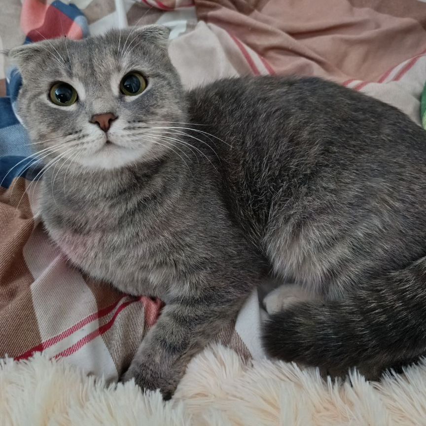 Взрослая, кошка в добрые руки