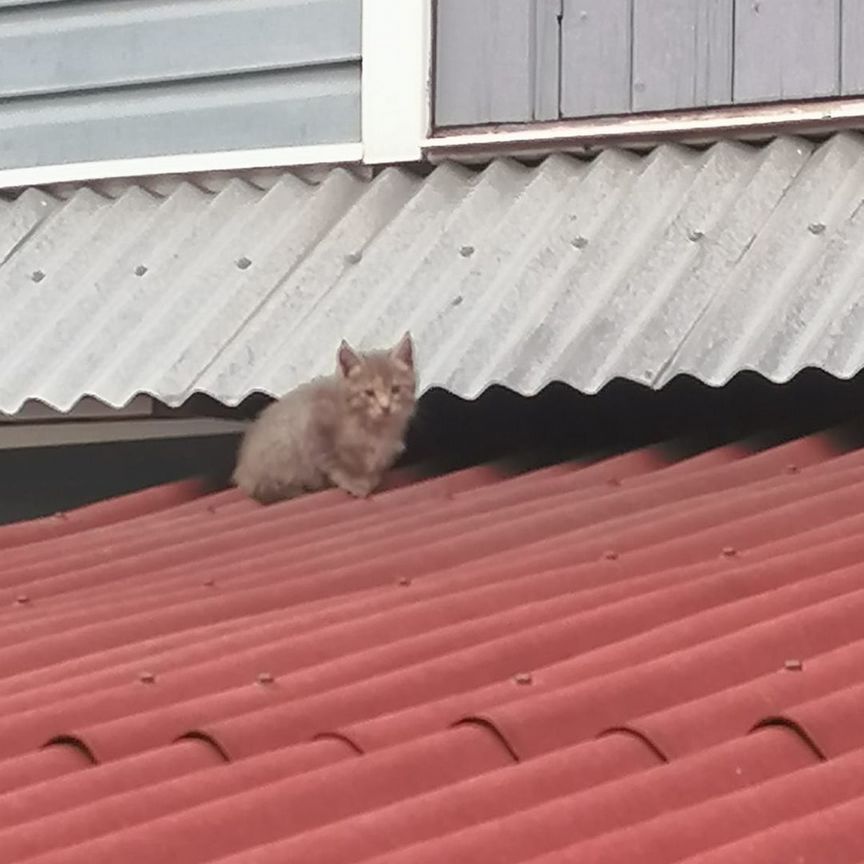 Котята в добрые руки бесплатно