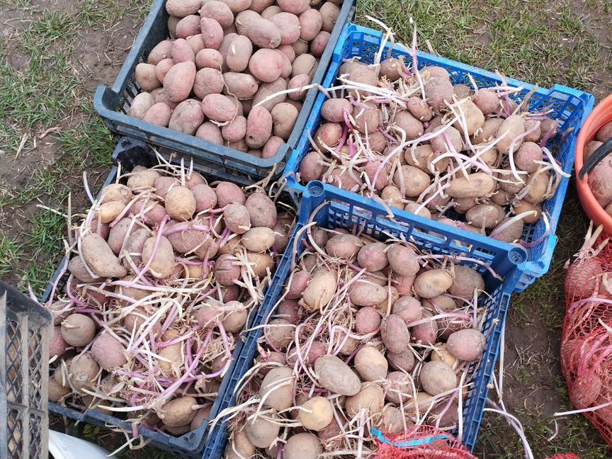 Картошка на корм животным, цена за всё