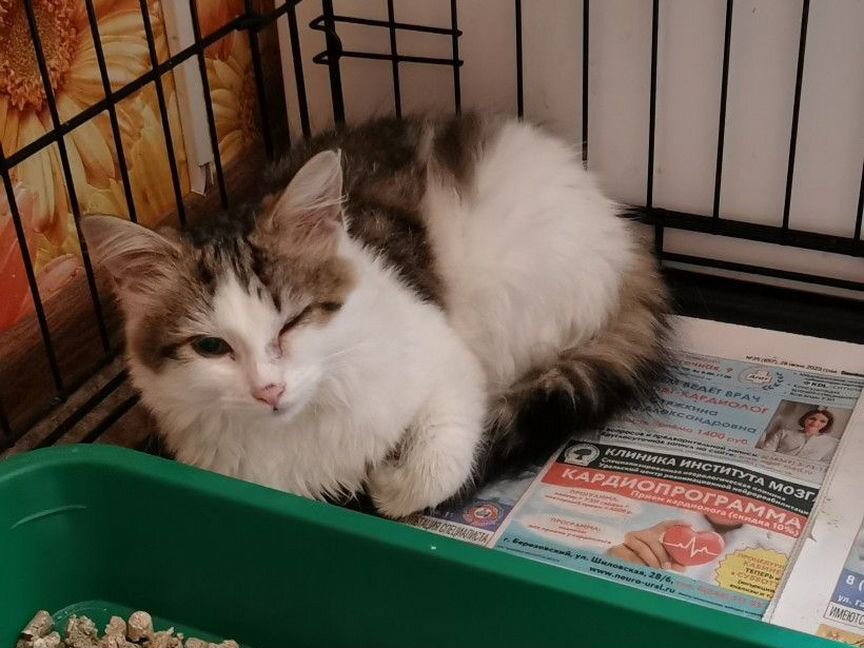 Котенок в добрые руки