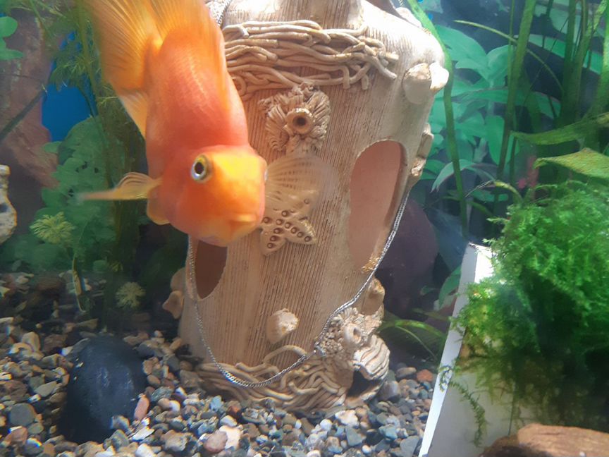 Попугай red parrot