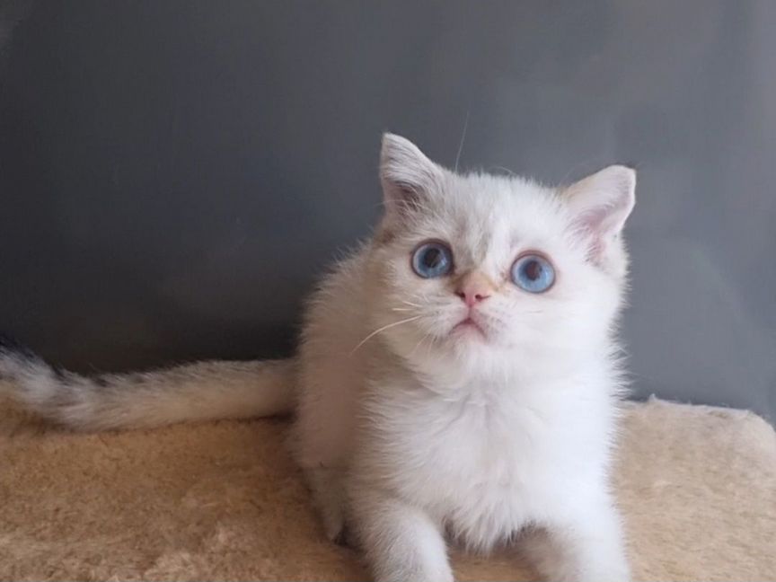 Мальчик золотой колорпойнт