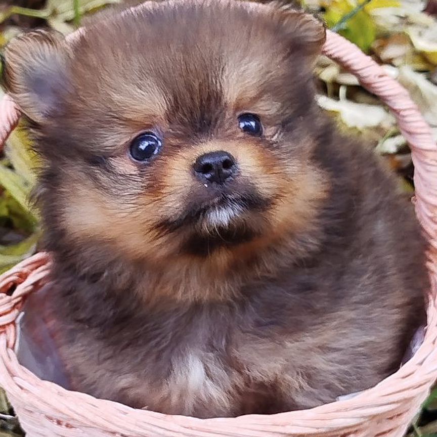 Щенки шпица