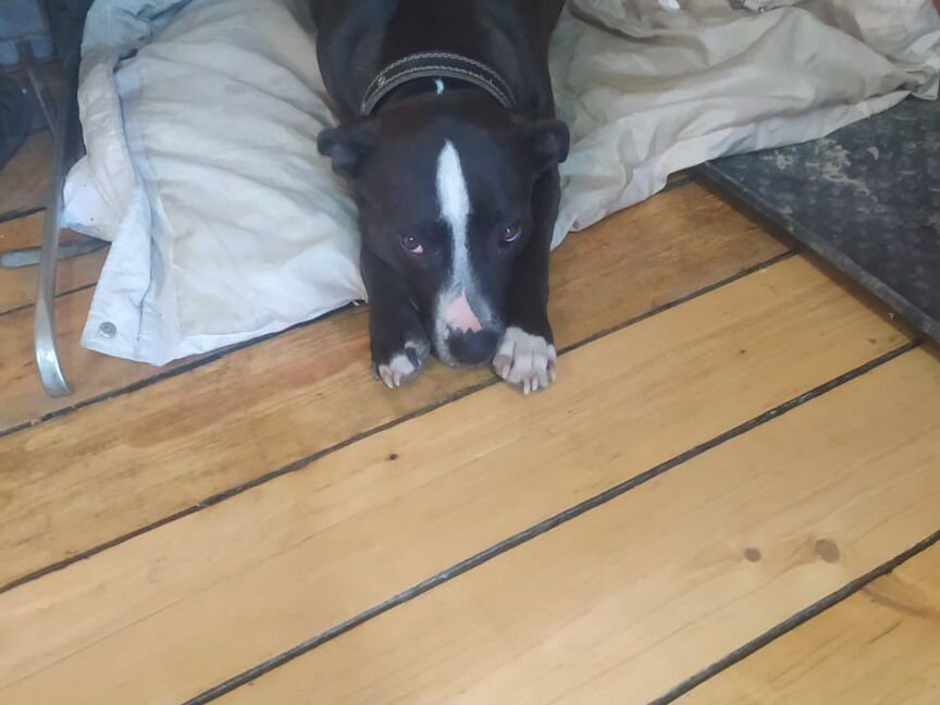 Щенки питбуля бесплатно