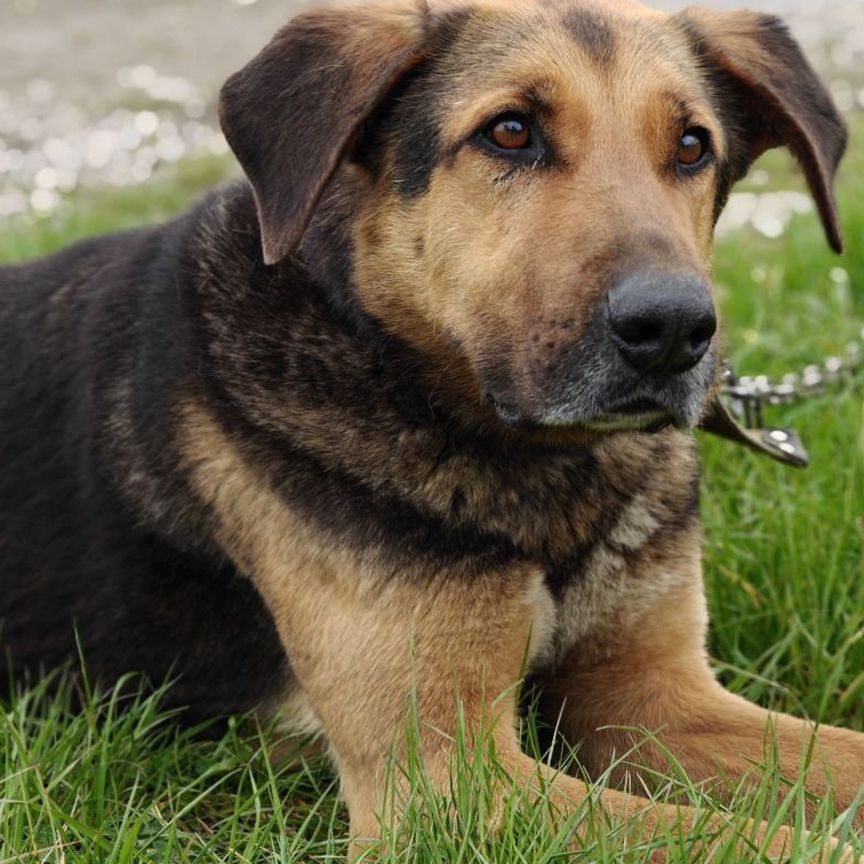 Взрослый пёс в добрые руки