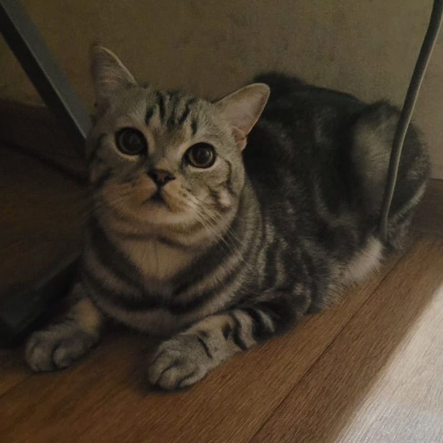 Шотландский прямоухий длинношёрстный, взрослый кот