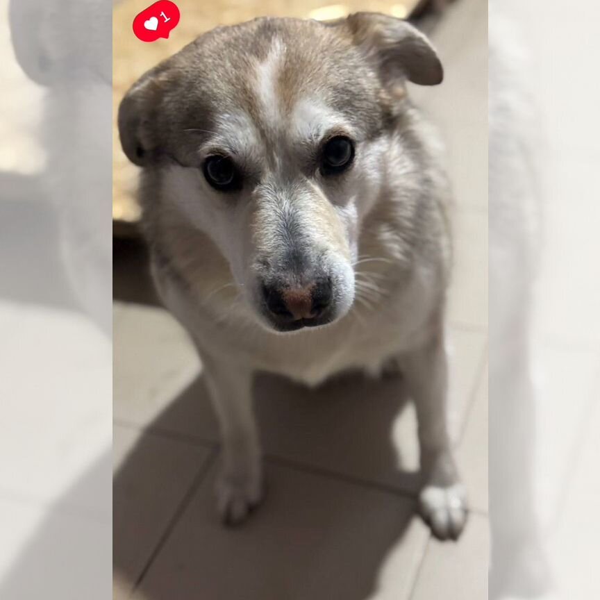 Собака в добрые руки отдам бесплатно