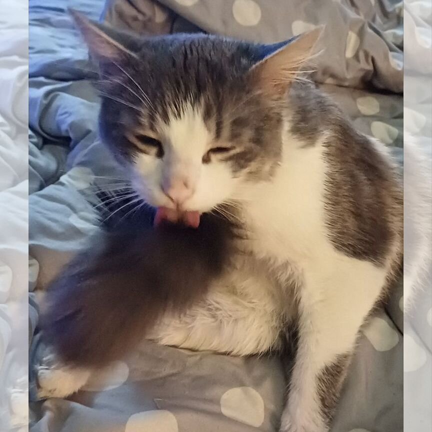 Кот