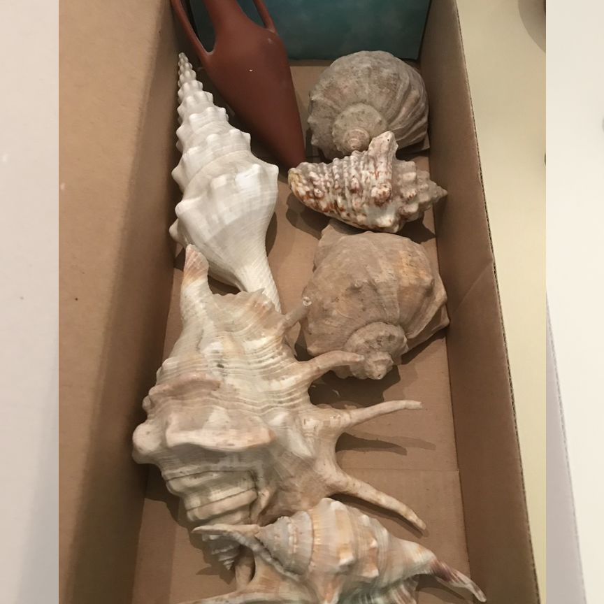 Морские раковины