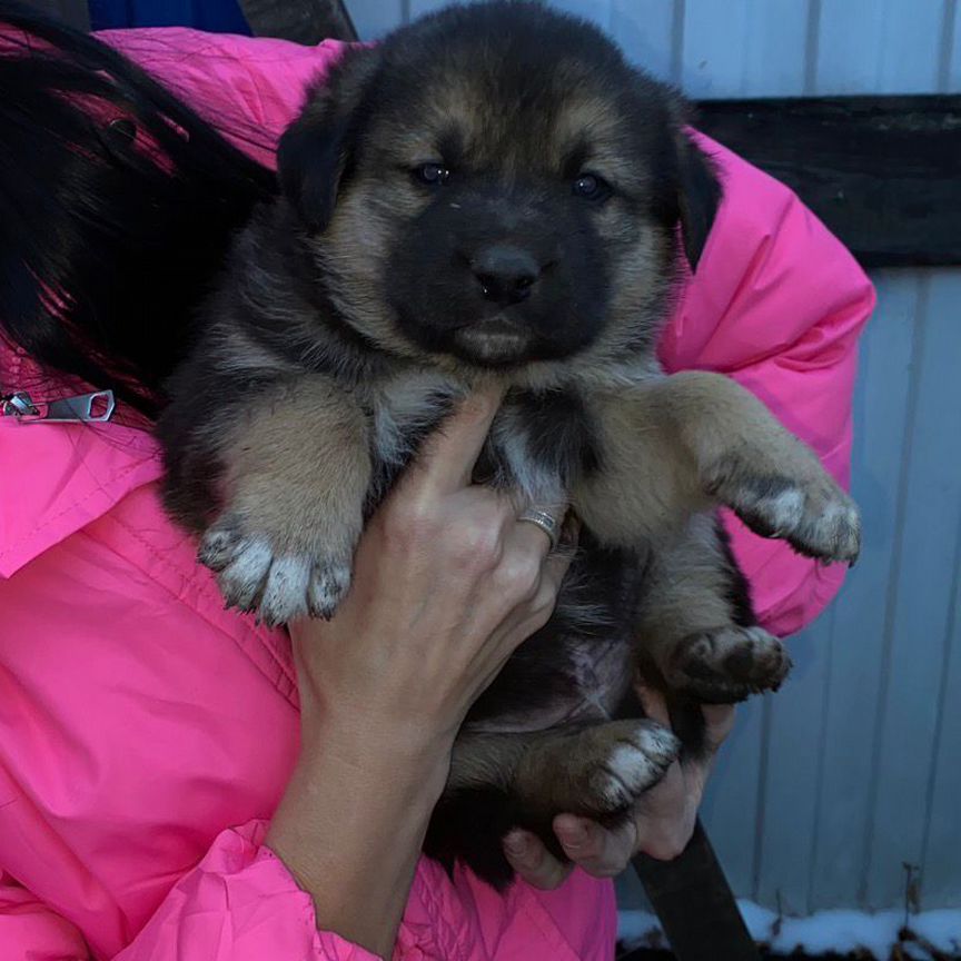 Щенок в добрые руки