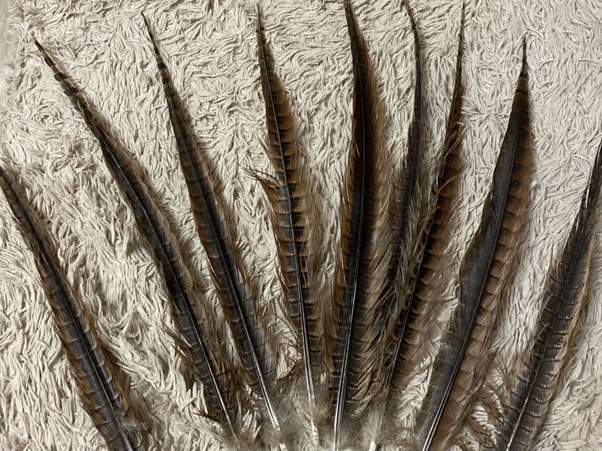 Перья фазана