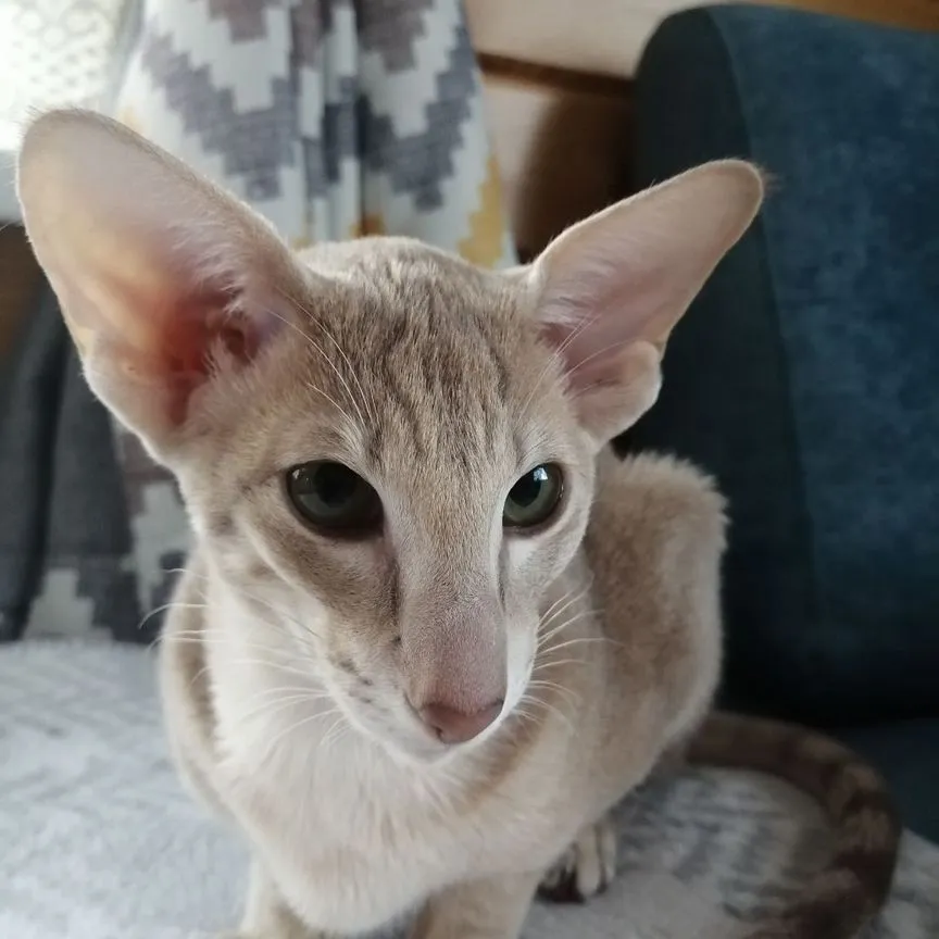 Котята ориенталы