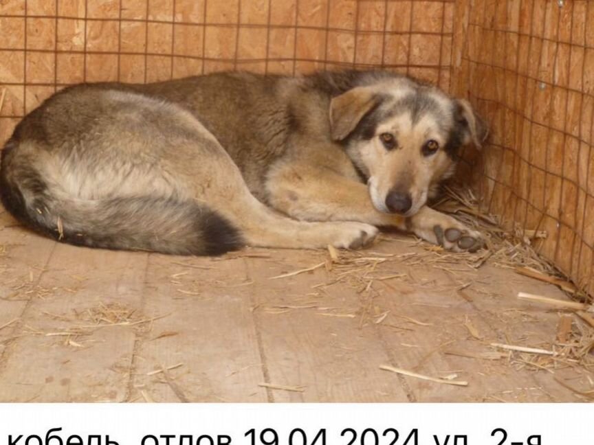 Собаки в отлове