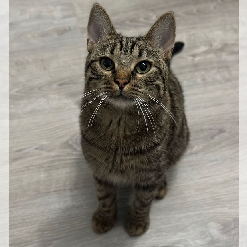 Котик Кнопик ищет дом