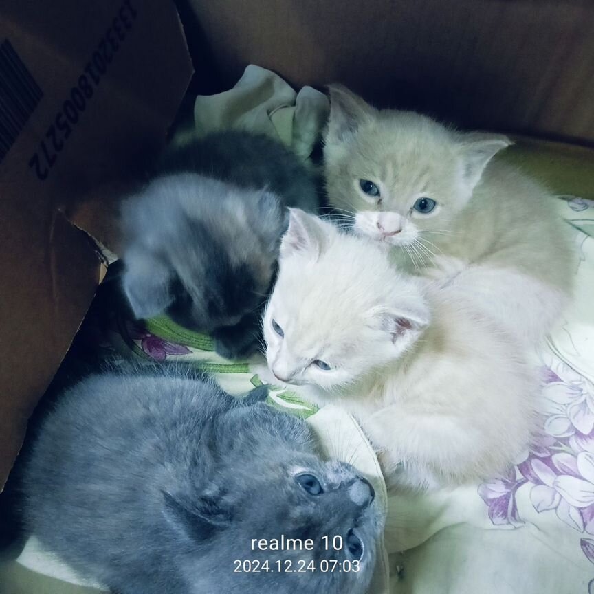 Отдам бесплатно котят