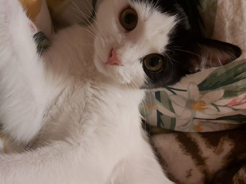 Несчастный котенок в добрые руки