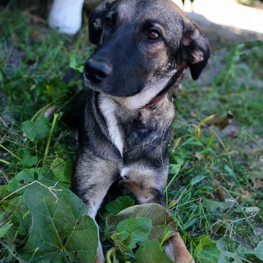 В приюте плохо