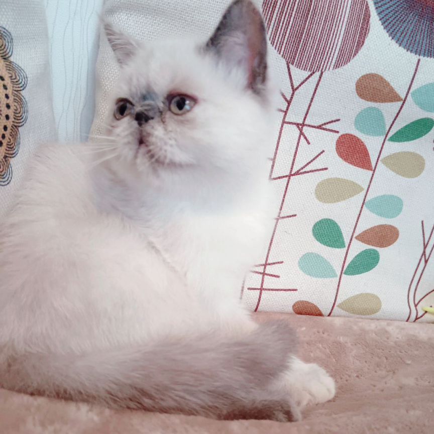 Экзотический короткошёрстный котёнок