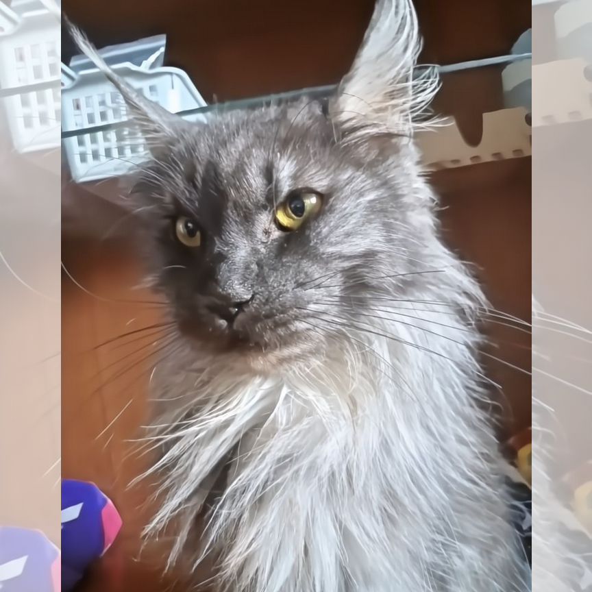 Мейн-кун, взрослая кошка