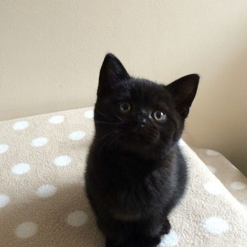 Чистопородные плюшевые котята