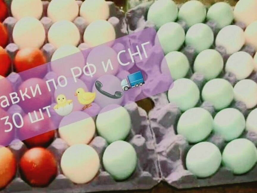 Доминат 109 300 959 инкубационное яйцо купить