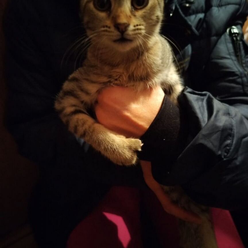 Домашний котенок девочка в добрые руки 4 месяца